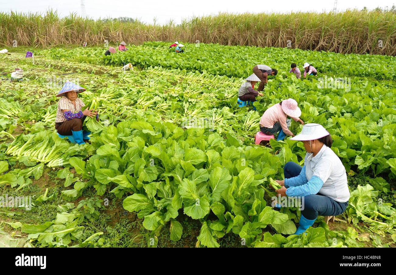 Qinzhou, Guangxi, China. 8th Dec, 2016. Farmers harvest in a vegetable ...