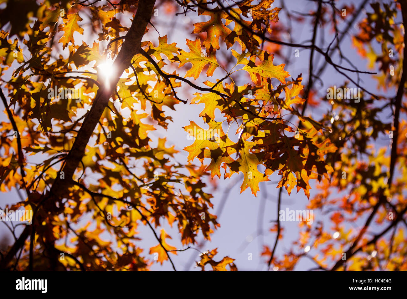 Full frame shot of trees Stock Photo - Alamy