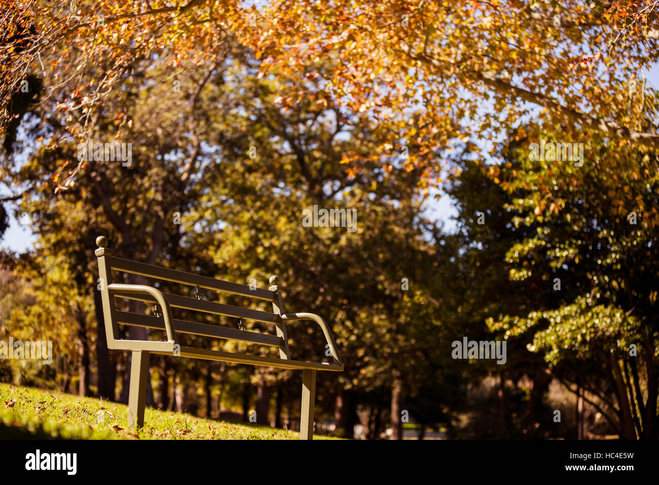 Low angle view of empty park bench during autumn Stock Photo - Alamy