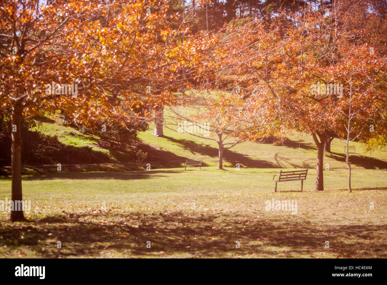 Park during autumn Stock Photo - Alamy