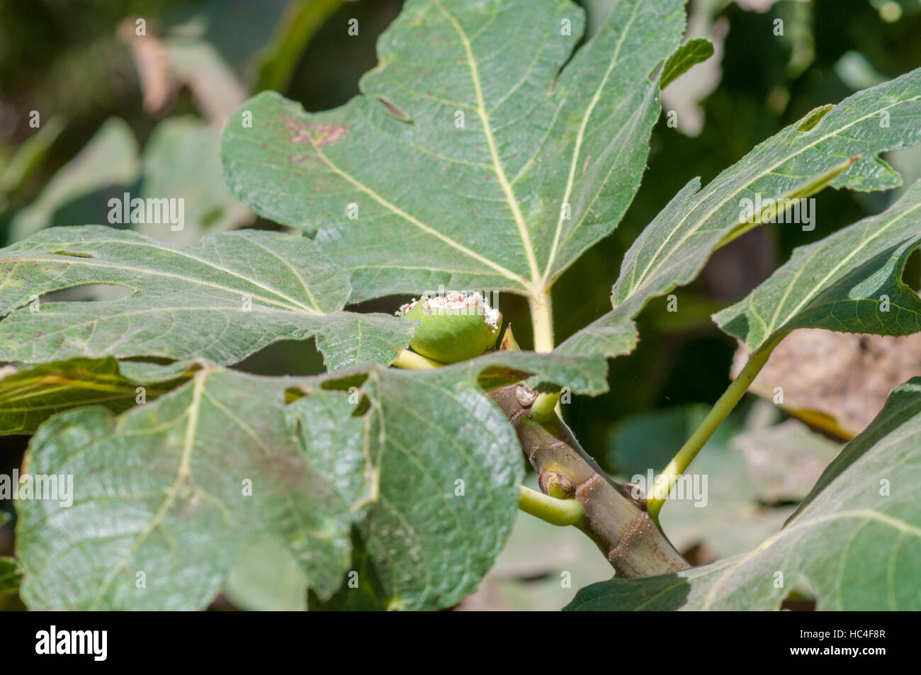 Pests damage hi-res stock photography and images - Alamy