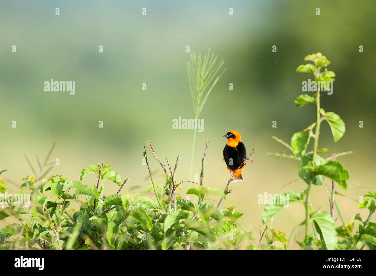 Fire crowned bishop hi-res stock photography and images - Alamy
