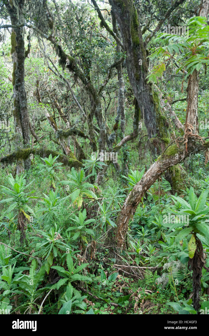 Montane forest habitat hi-res stock photography and images - Alamy