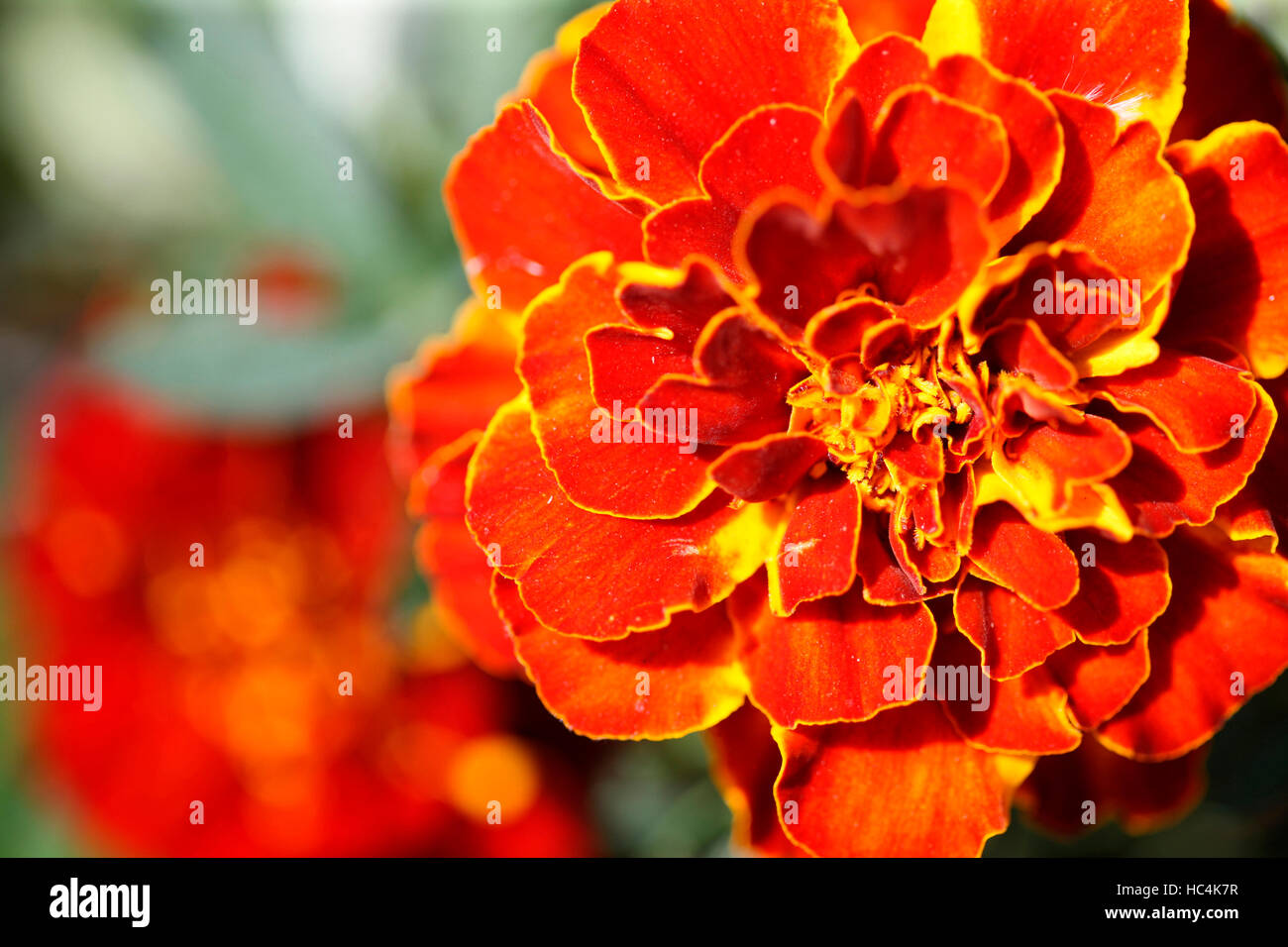 gorgeous but humble red and yellow marigold in the summer sunshine Jane ...