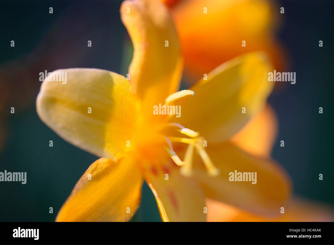 striking yellow montbretia, close up ethereal Jane Ann Butler ...