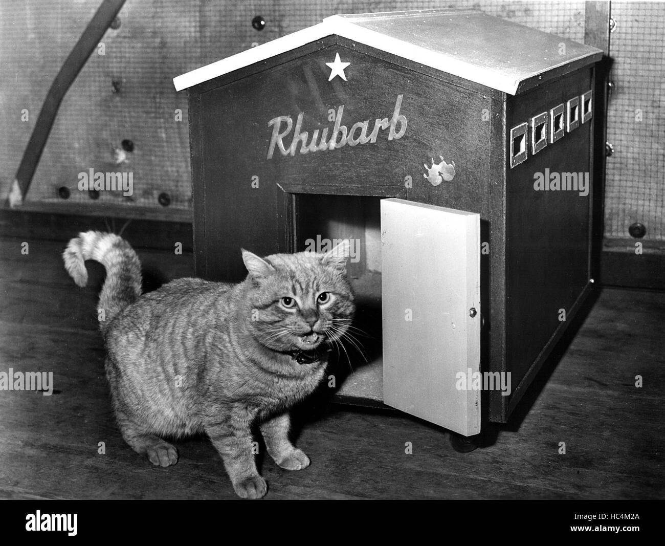 Rhubarb the cat hi-res stock photography and images - Alamy