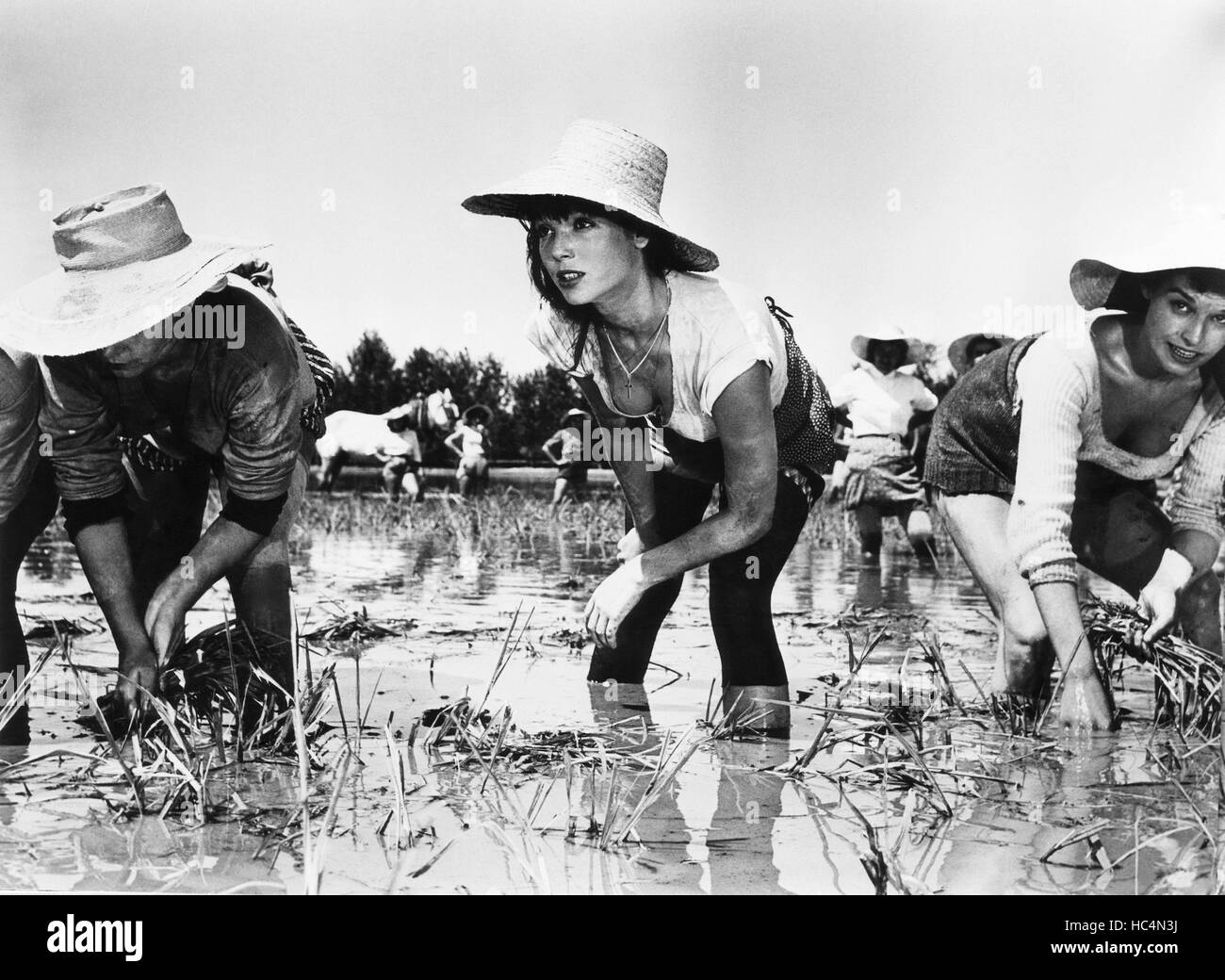 RICE GIRL, (aka LA RISAIA), Elsa Martinelli, 1956 Stock Photo - Alamy