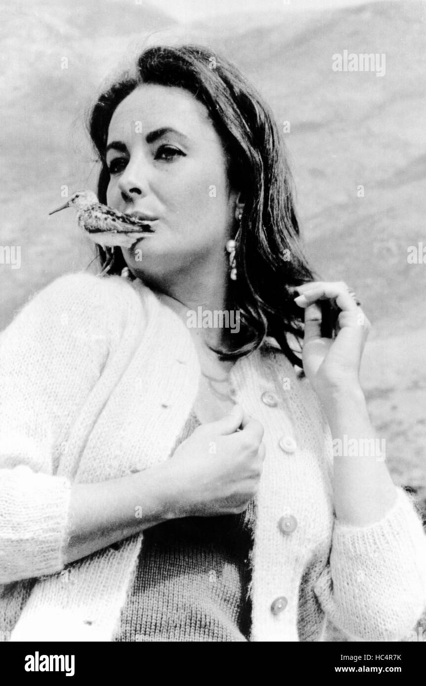 THE SANDPIPER, Elizabeth Taylor, 1965 Stock Photo - Alamy