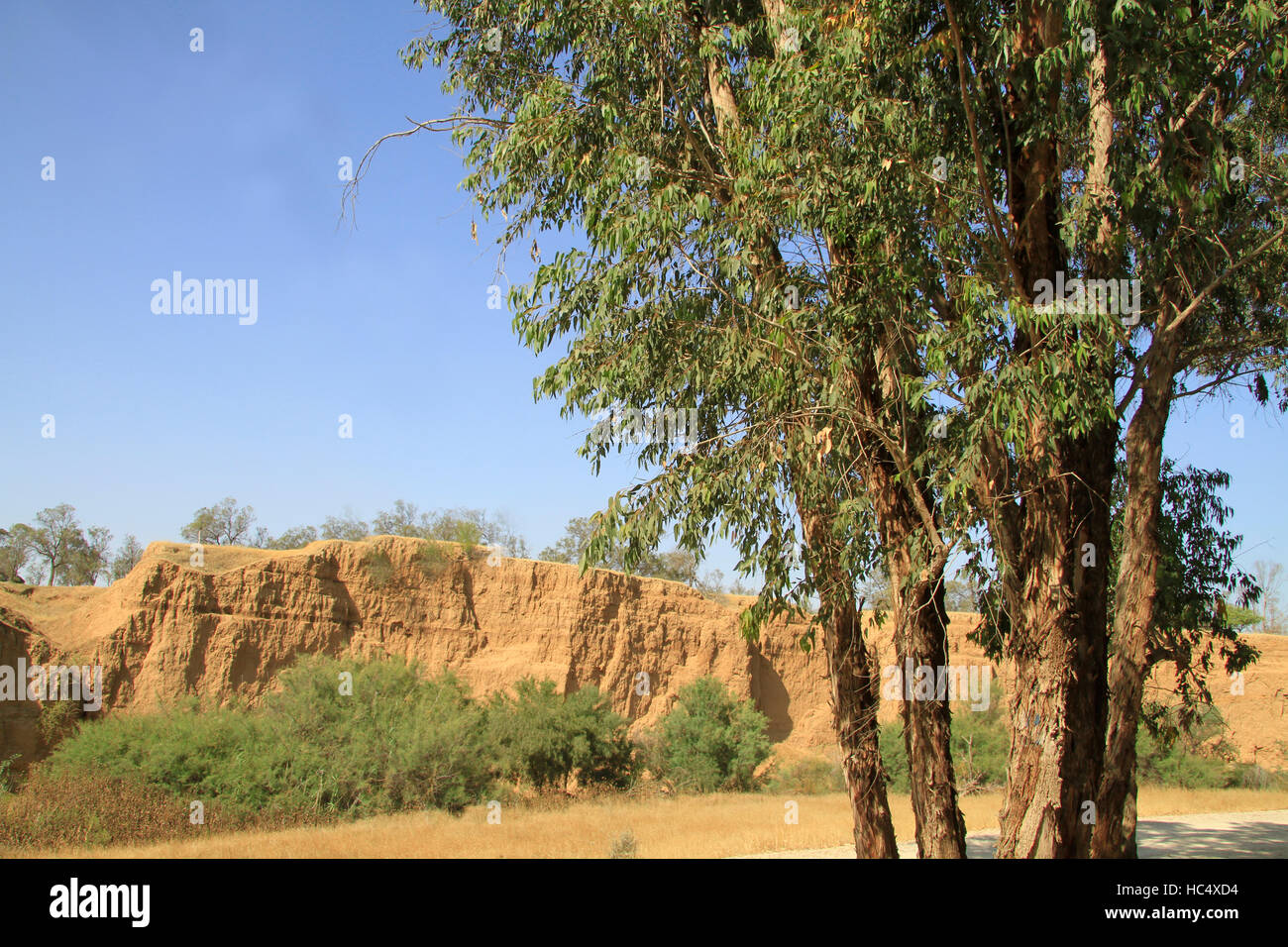 Israel, Negev, Nahal Gerar in the Besor region Stock Photo - Alamy