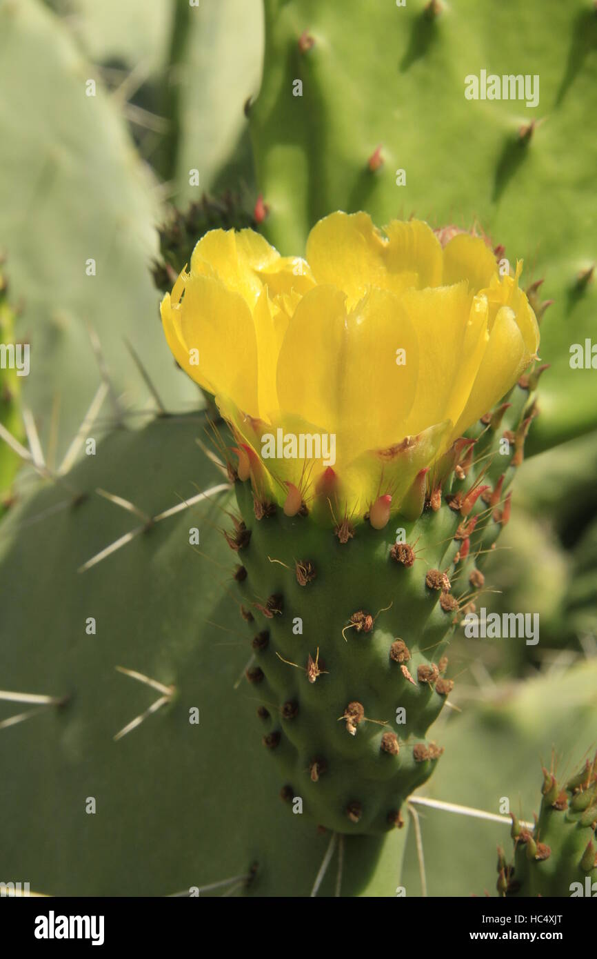 Israel, Negev, Prickly Pear Cactus in Beeri forest Stock Photo - Alamy