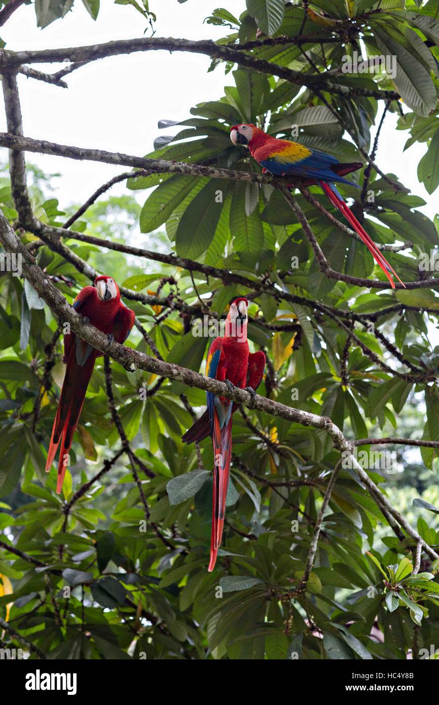 Macaw breeding center hi-res stock photography and images - Alamy