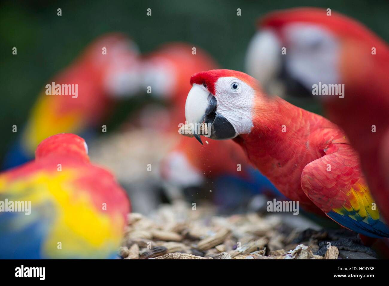 Endangered scarlet macaws in the Lacondona jungle December 6, 2016 in ...
