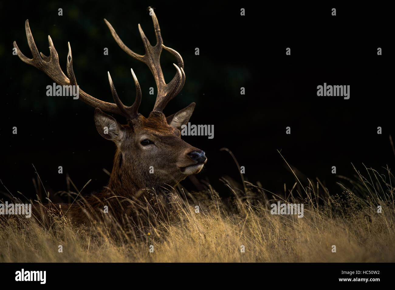 Deer Hunting Stock Photos & Deer Hunting Stock Images - Alamy
