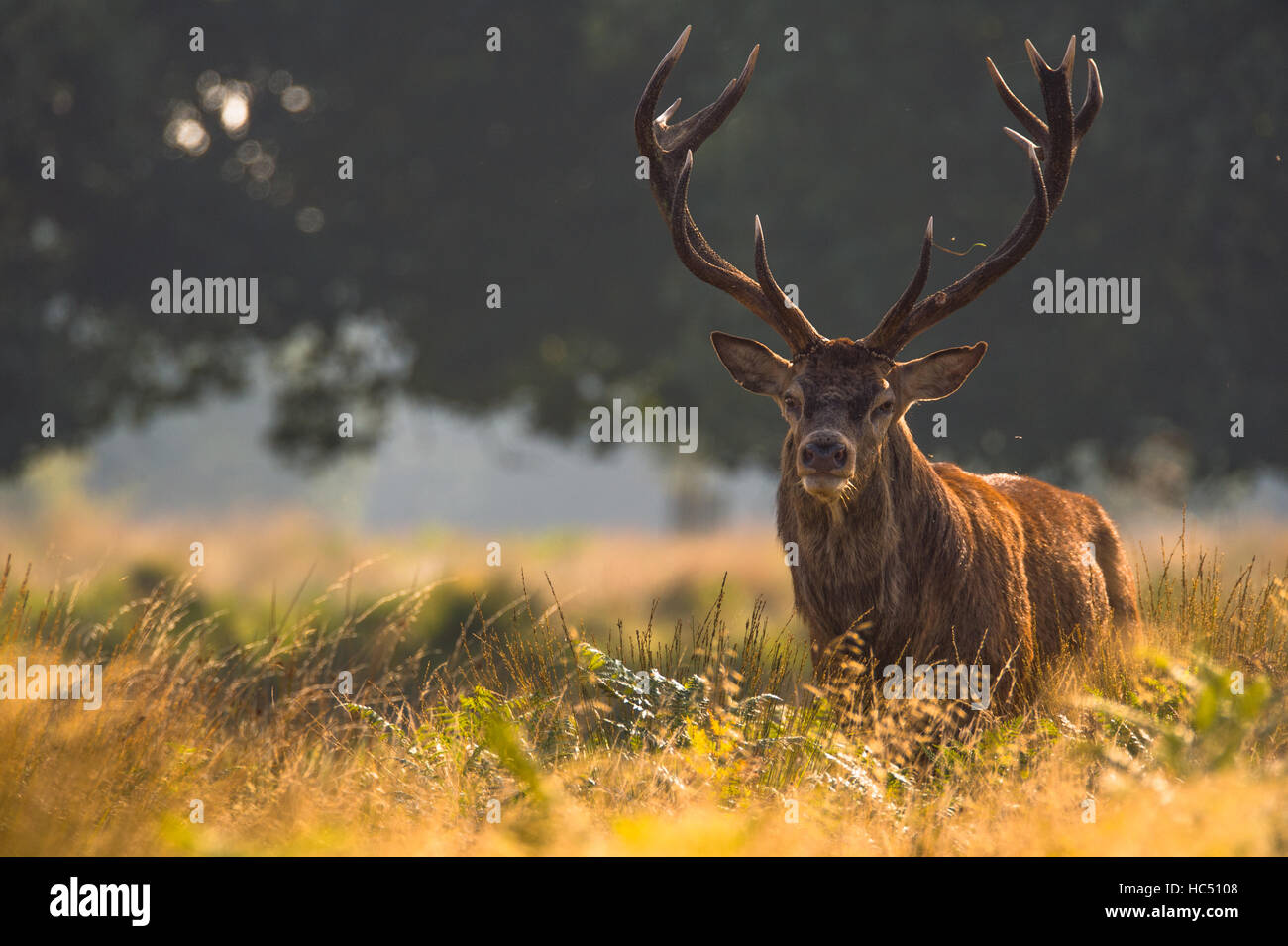 Roaring red deer stag in bracken hi-res stock photography and images ...