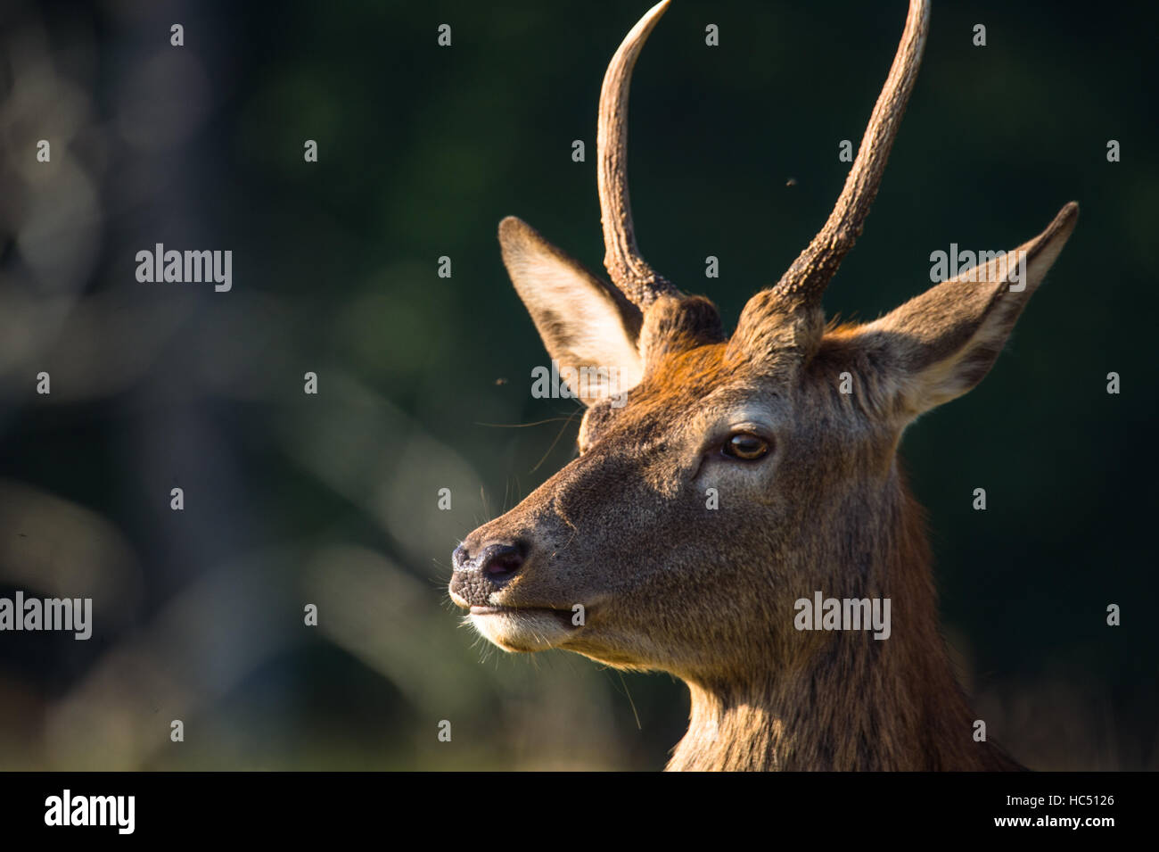 Roaring red deer stag in bracken hi-res stock photography and images ...