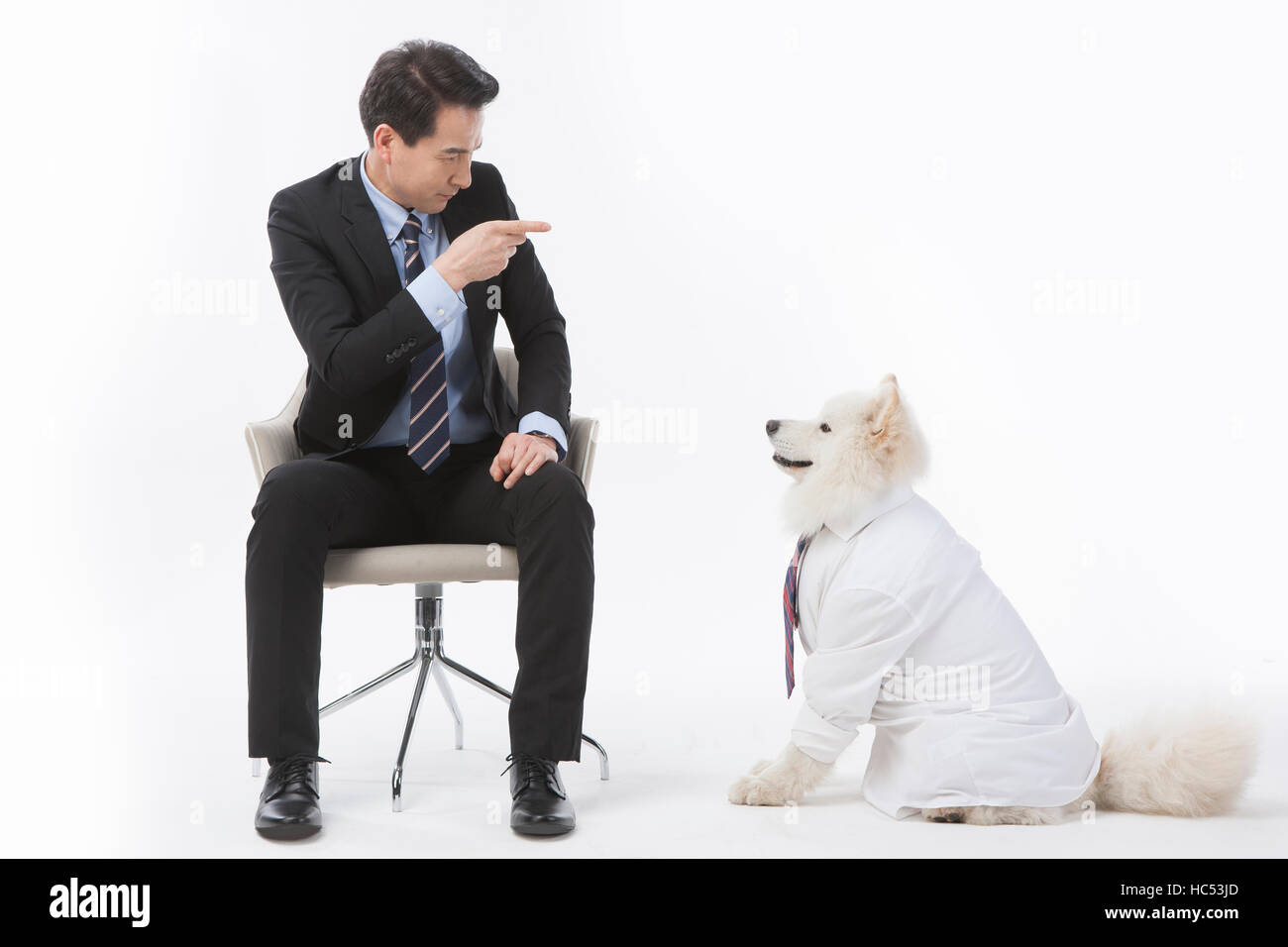 Dog sitting on chair hi-res stock photography and images - Alamy