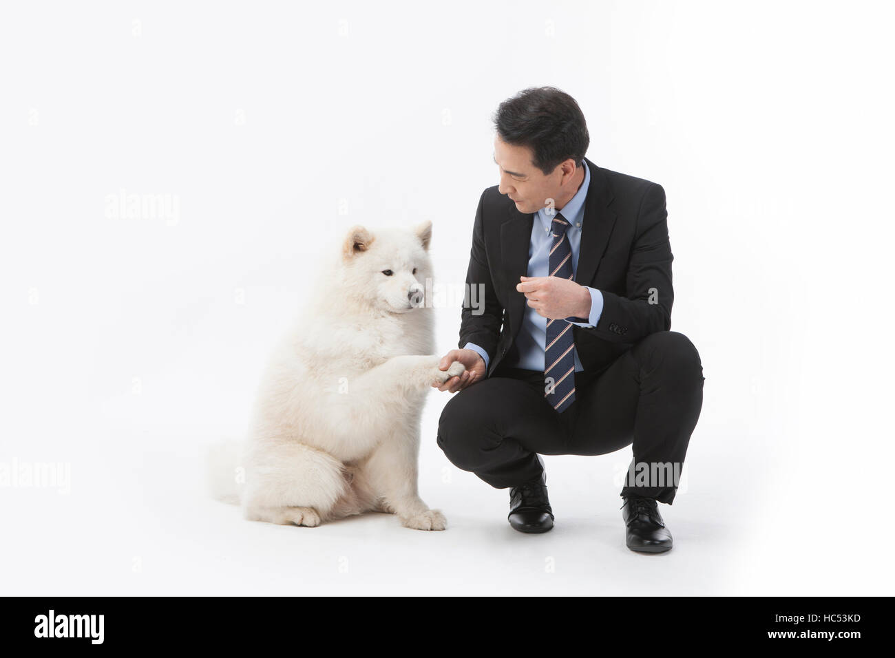 Smiling middle aged businessman squatting and training his pet dog ...