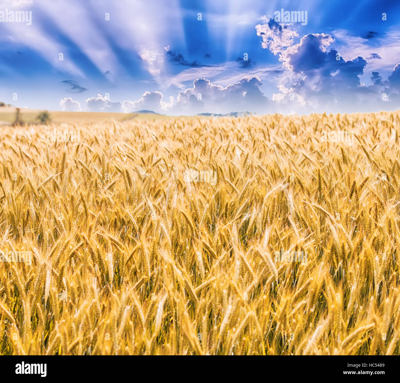 Golden barley fields, beautiful blue sky and sun rays, summer sunny day ...