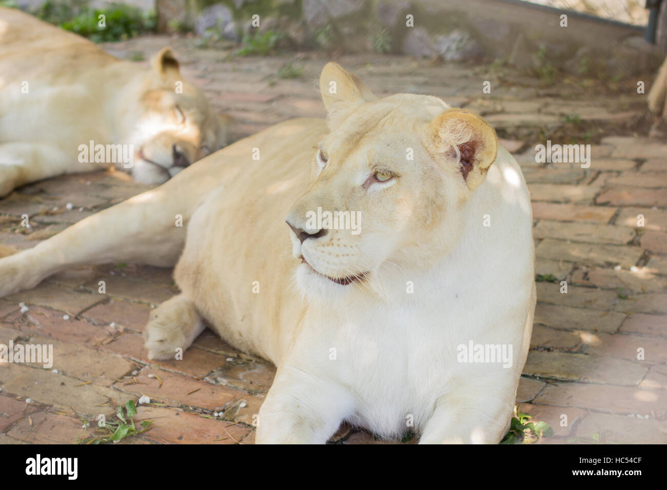 Lioness in the ZOO Stock Photo - Alamy