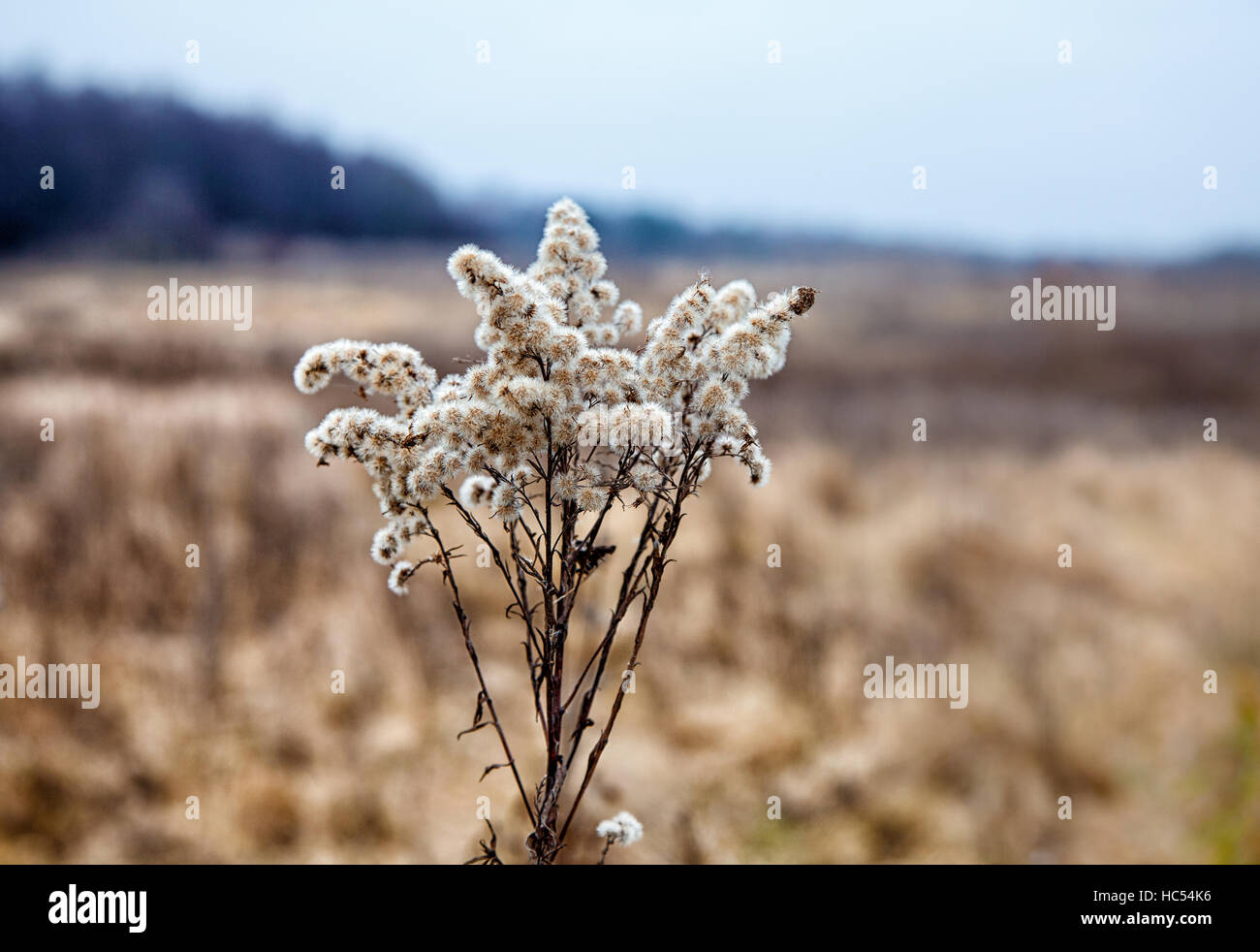 Stem dried high grass hi-res stock photography and images - Alamy