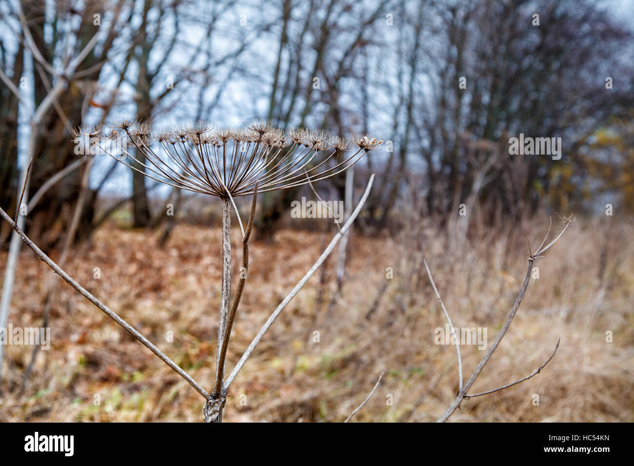 Stem dried high grass hi-res stock photography and images - Alamy