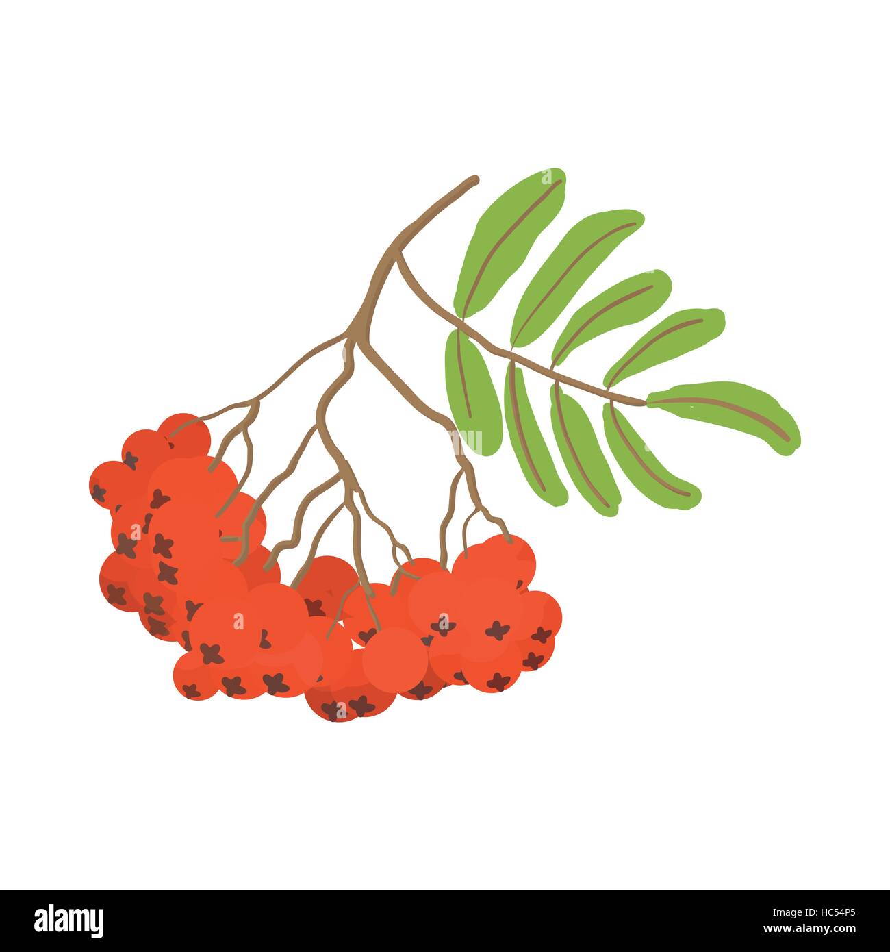 Branch of red rowan cartoon icon Stock Vector Image & Art - Alamy