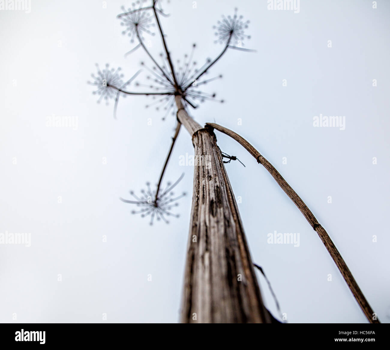 Stem dried high grass hi-res stock photography and images - Alamy