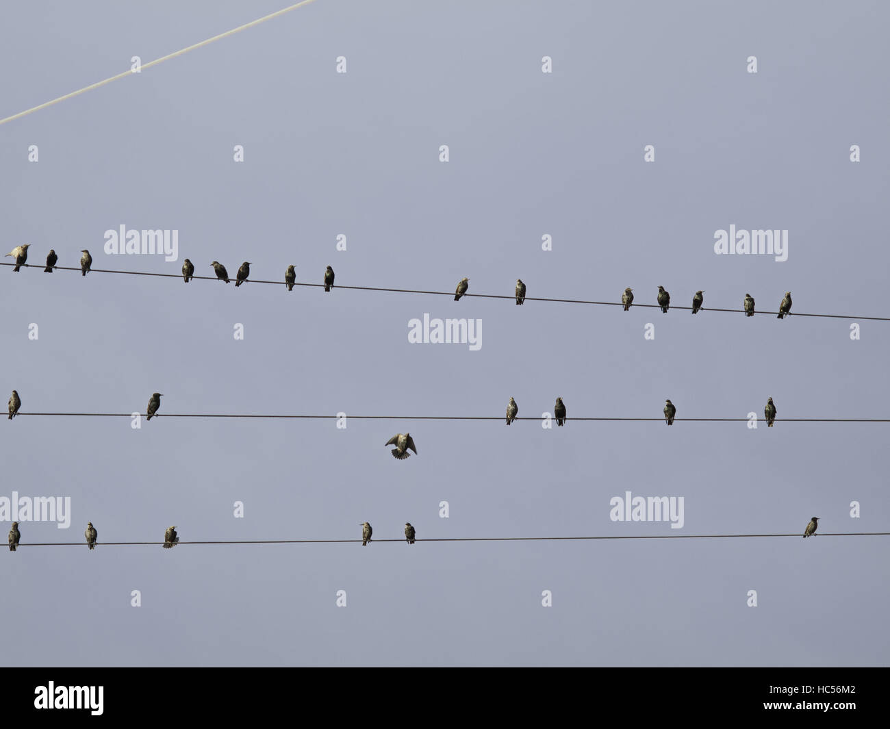 Birds on electric wire with blue sky, free animals Stock Photo - Alamy