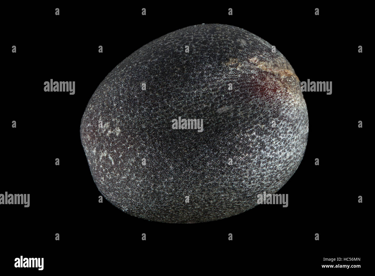 Brassica napus, Rapeseed, Raps, seed, close up, seed size 2-3 mm Stock ...