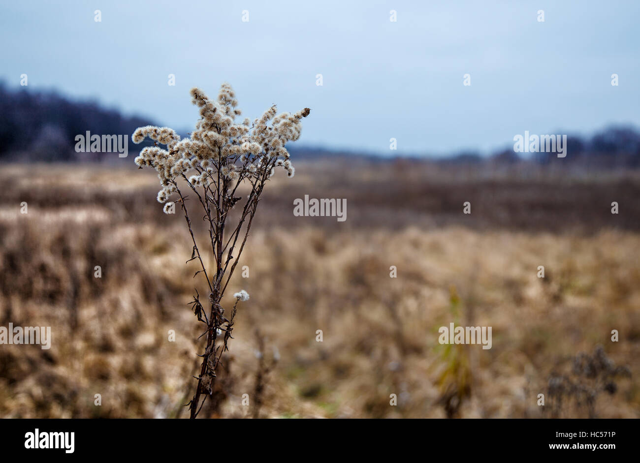 Stem dried high grass hi-res stock photography and images - Alamy