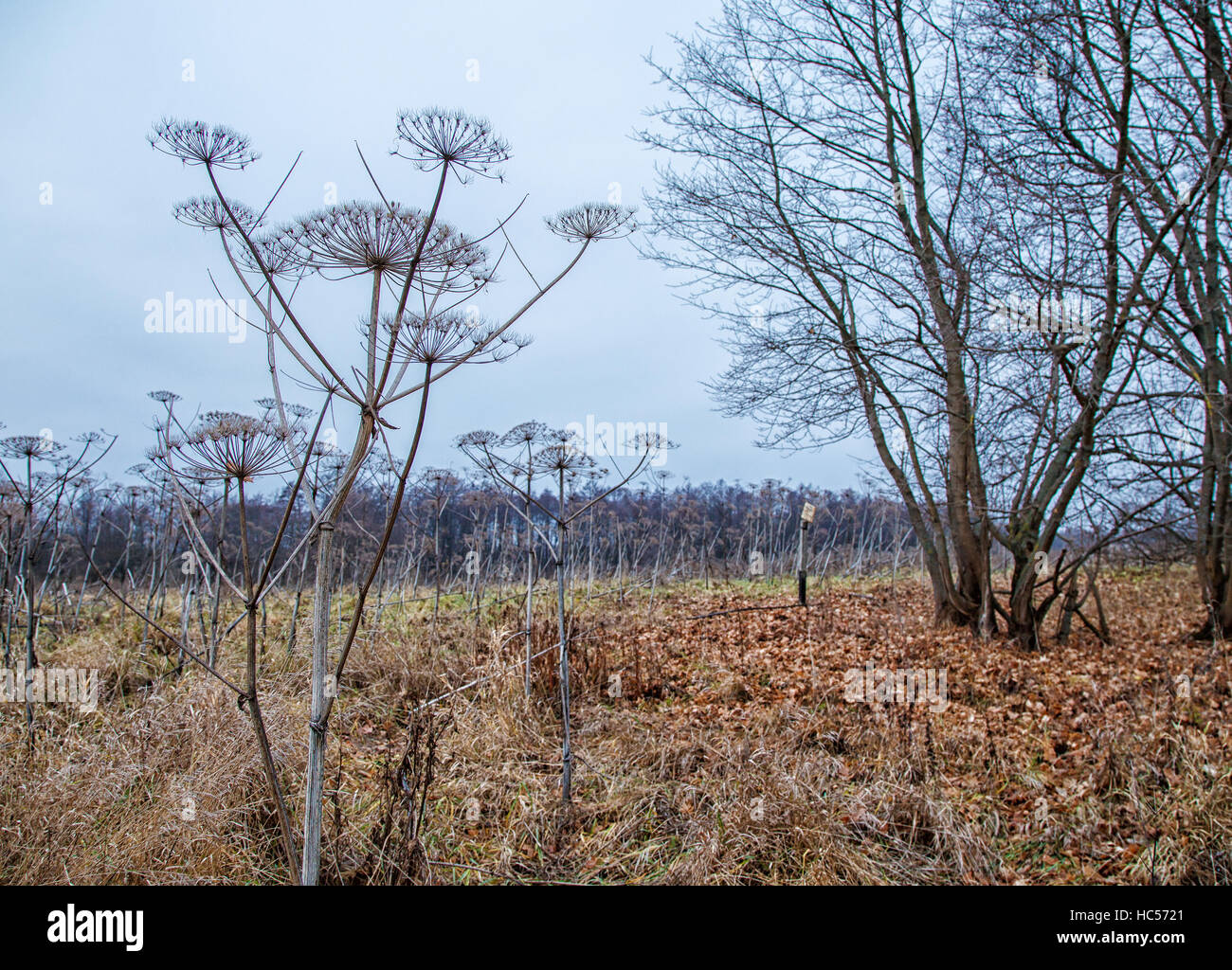 Stem dried high grass hi-res stock photography and images - Alamy