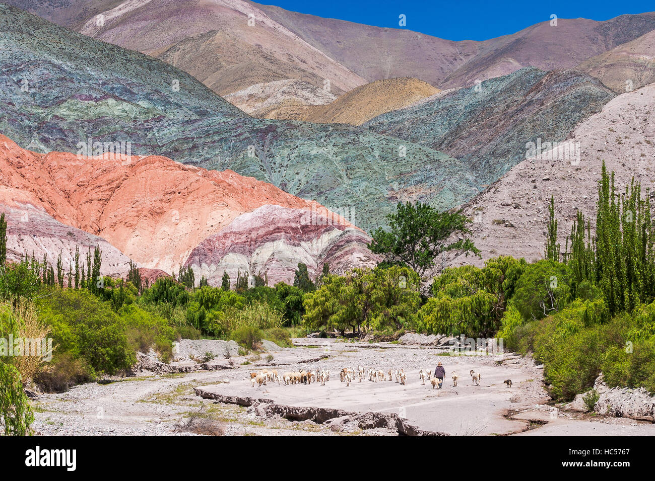 A sheperd with his herd of sheep and Cerro de Los Siete Colores ...