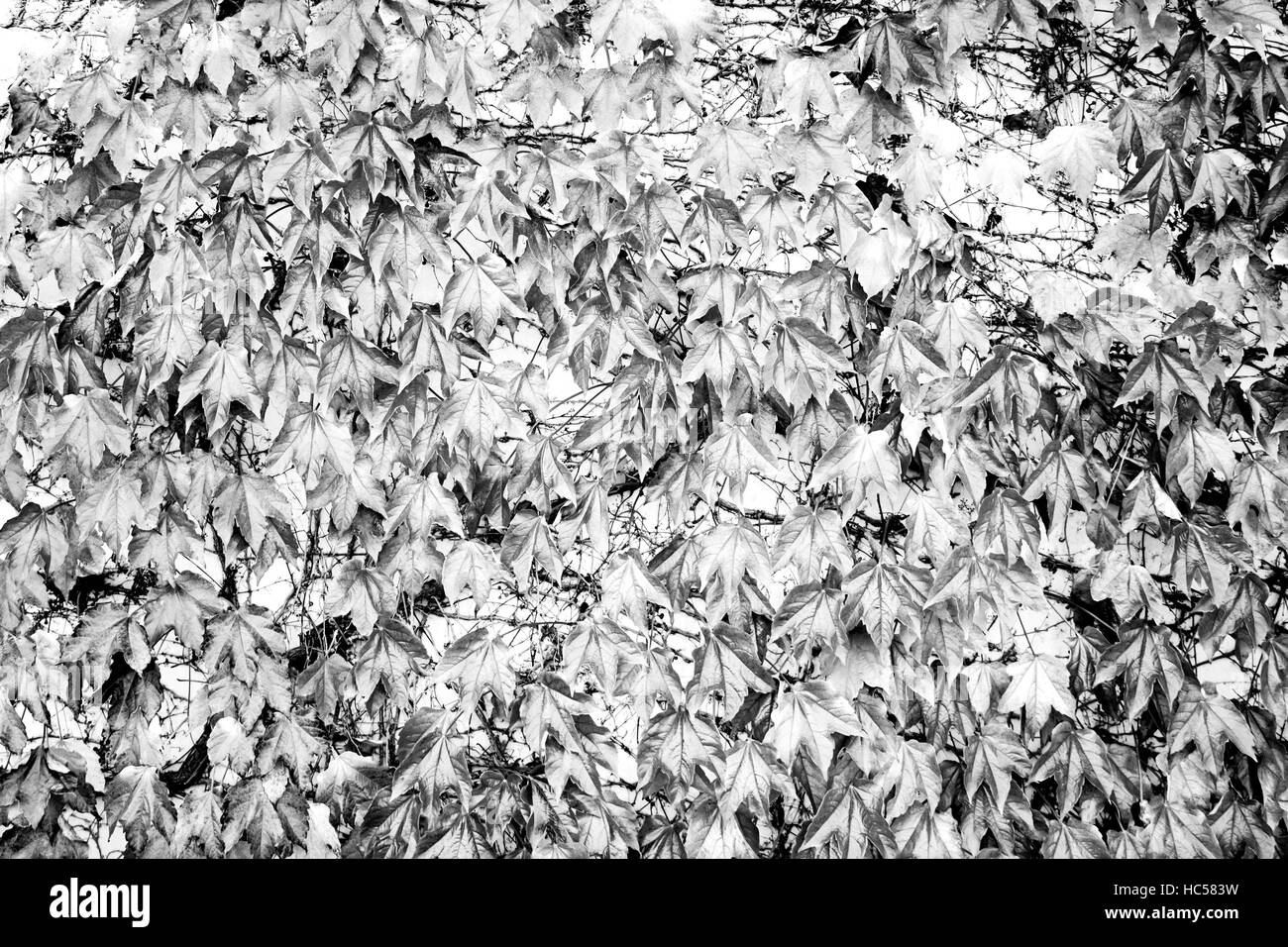 Shrub leaves autumn Black and White Stock Photos & Images - Alamy