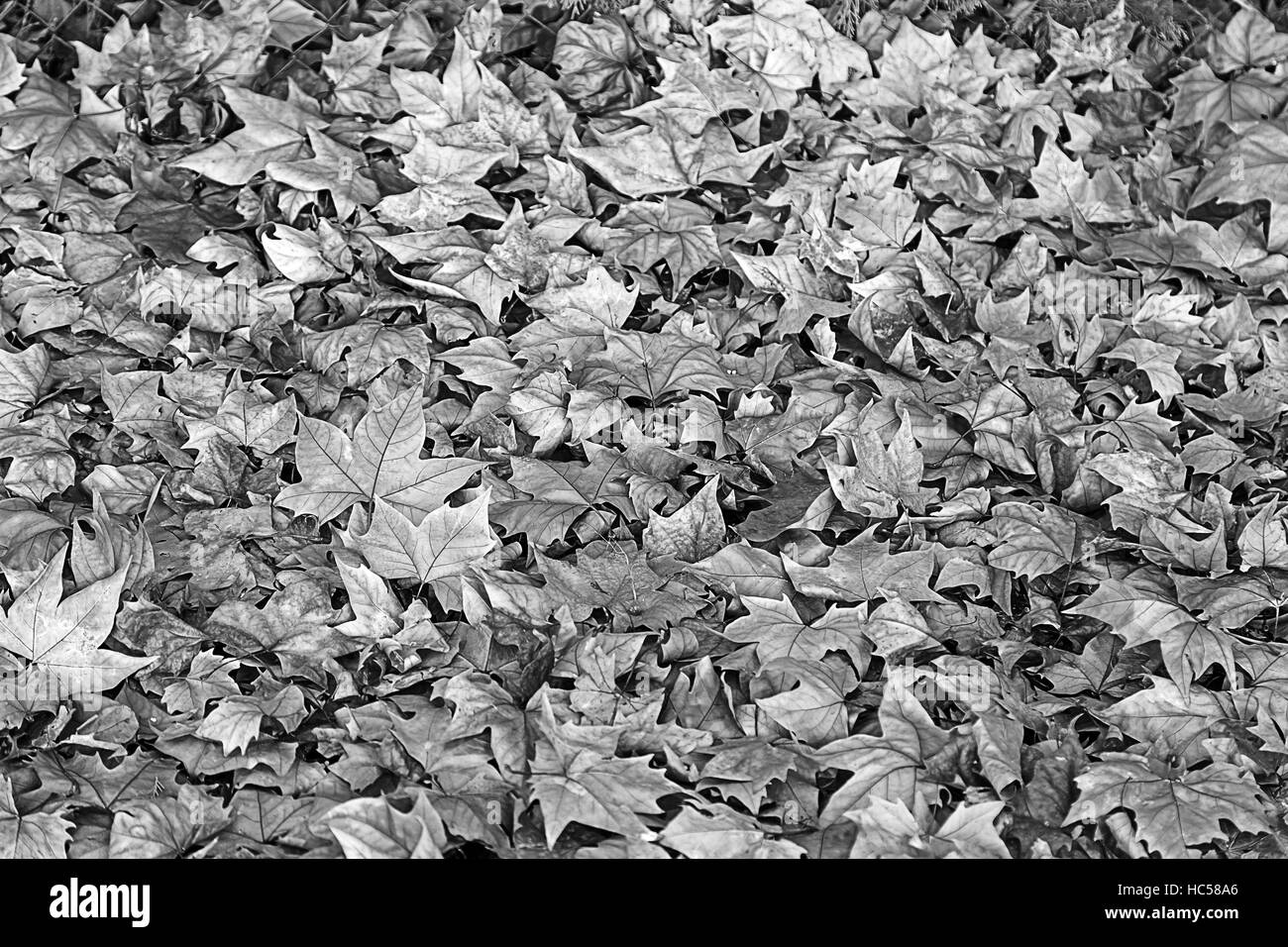 Summer season green foliage Black and White Stock Photos & Images - Alamy