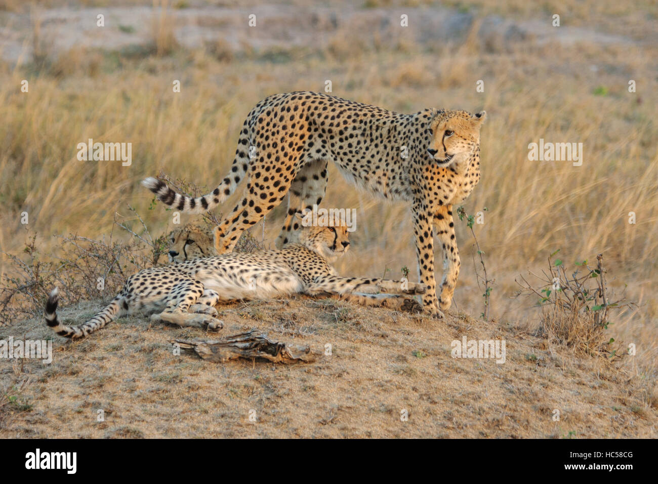 Cheetah family on the savanna hi-res stock photography and images - Alamy
