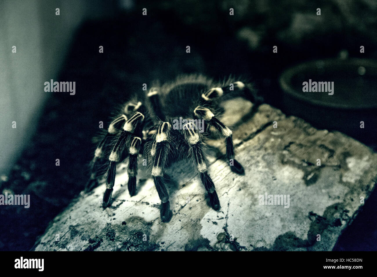 Poisonous and dangerous spider in terrarium, nature Stock Photo - Alamy