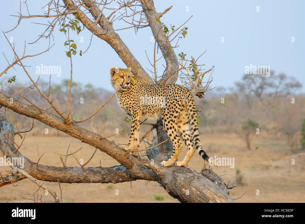 Cheetah cub climbing hi-res stock photography and images - Alamy