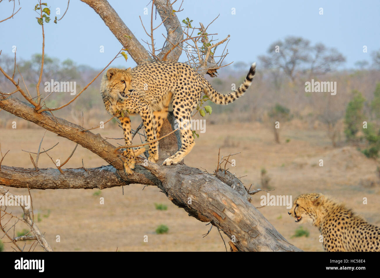 Two juvenile cheetah cubs (Acinonyx jubatus) playing on a tree in South ...