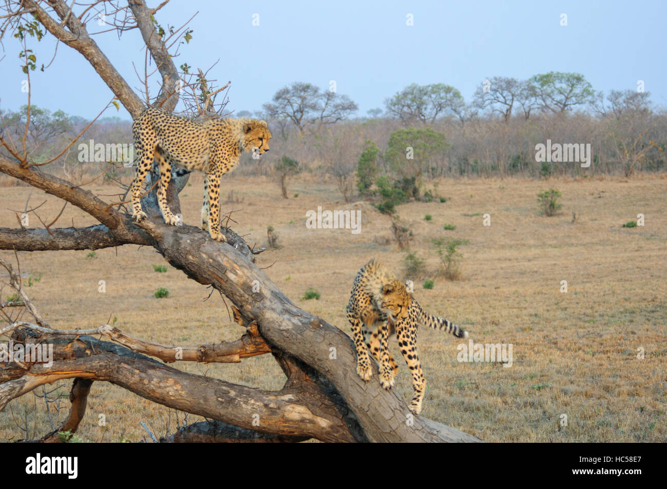 Two juvenile cheetah cubs (Acinonyx jubatus) playing on a tree in South ...