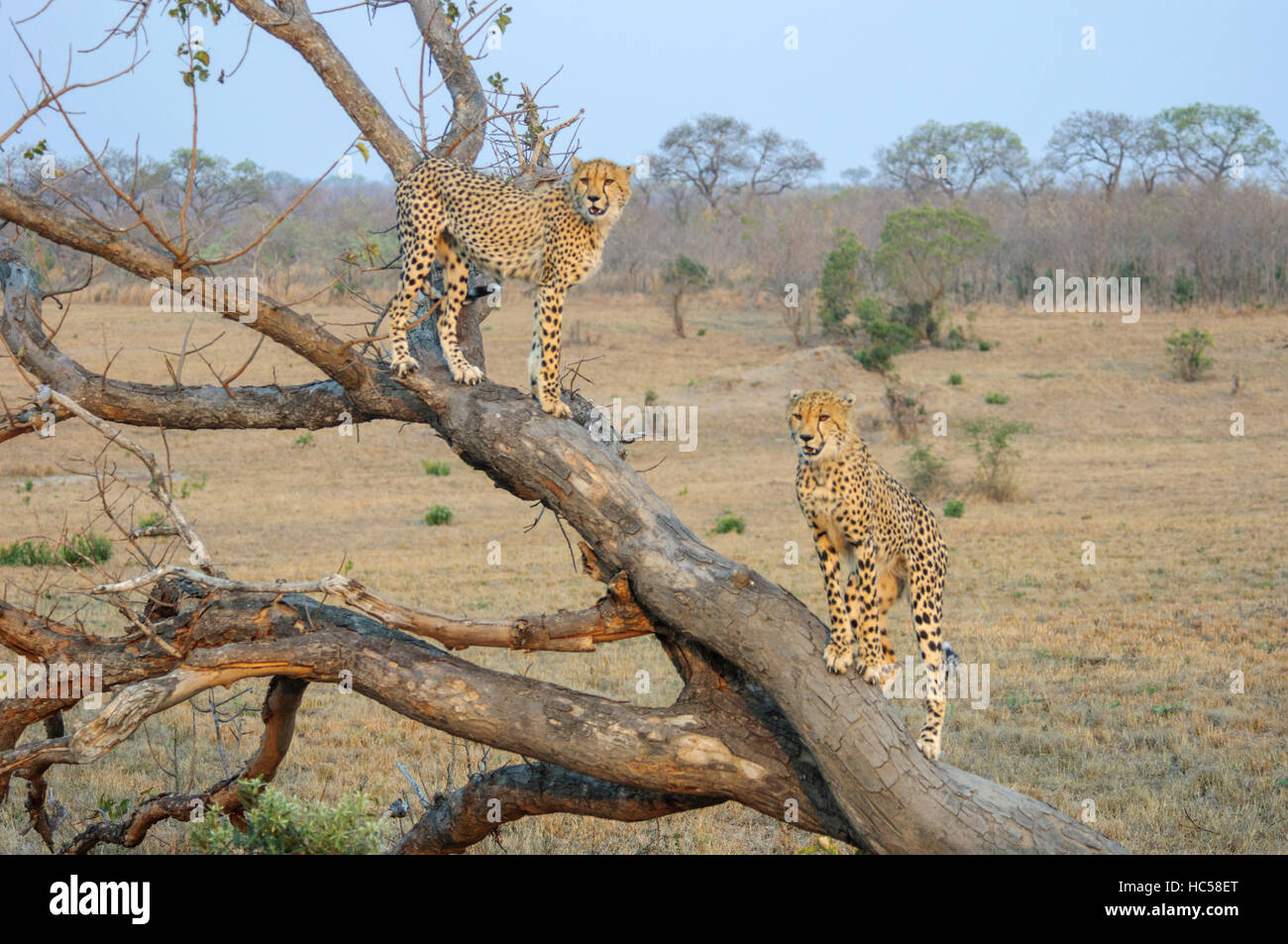 Two juvenile cheetah cubs (Acinonyx jubatus) playing on a tree in South ...