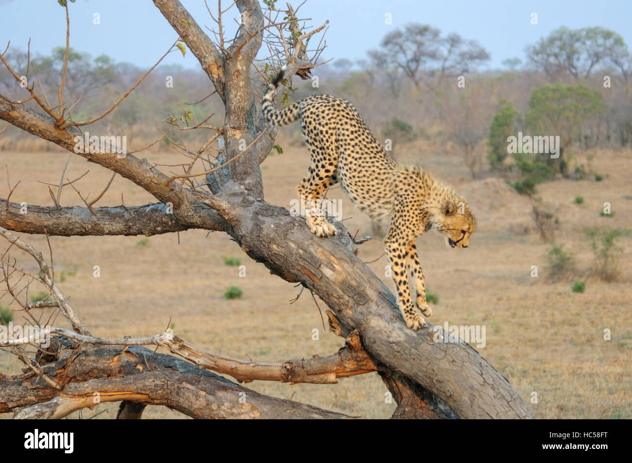Juvenile cheetah cub (Acinonyx jubatus) climbing a tree in South Africa ...