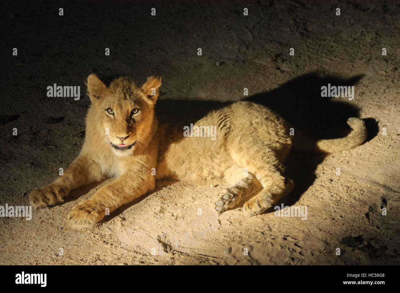Lion Cub At Night High Resolution Stock Photography and Images - Alamy
