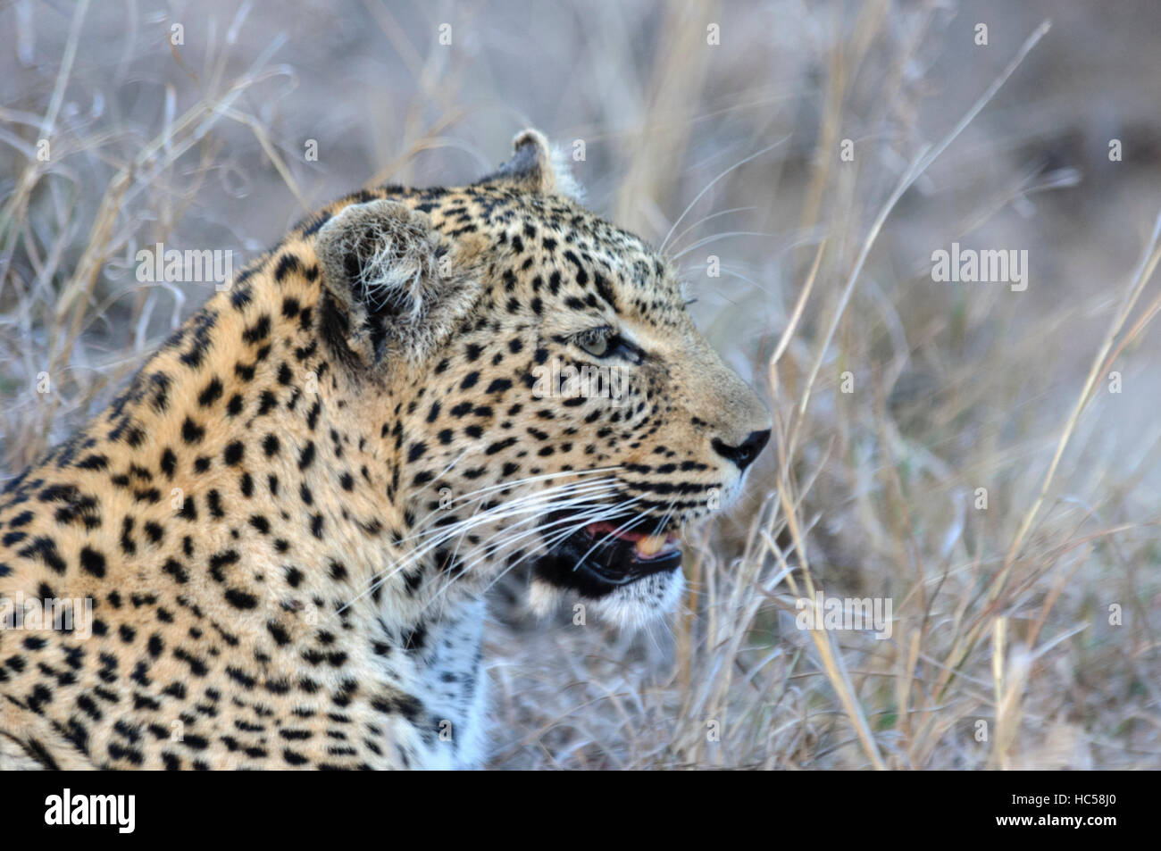 African Leopard Cub High Resolution Stock Photography and Images - Alamy