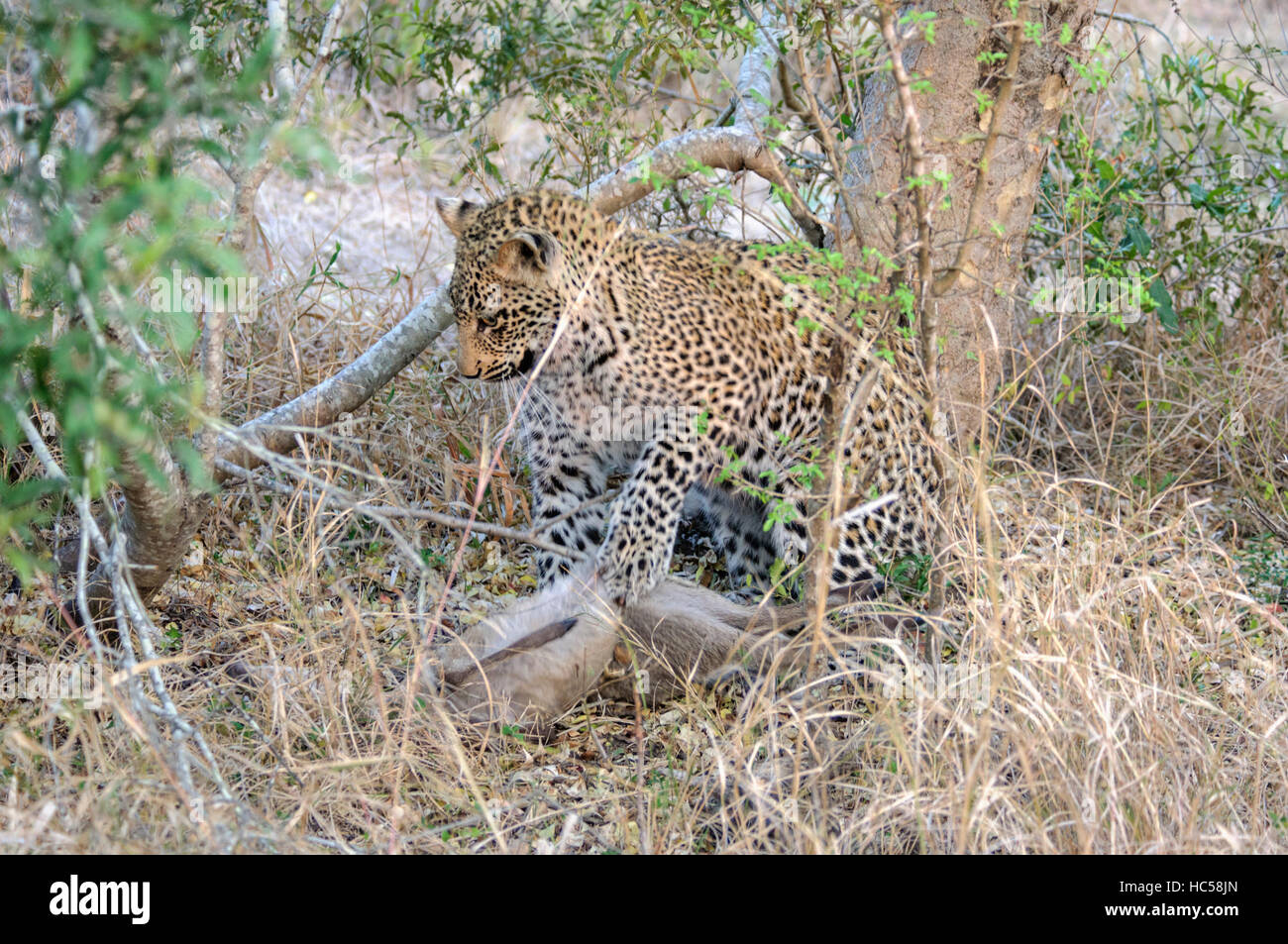 African leopard and cubs hi-res stock photography and images - Alamy
