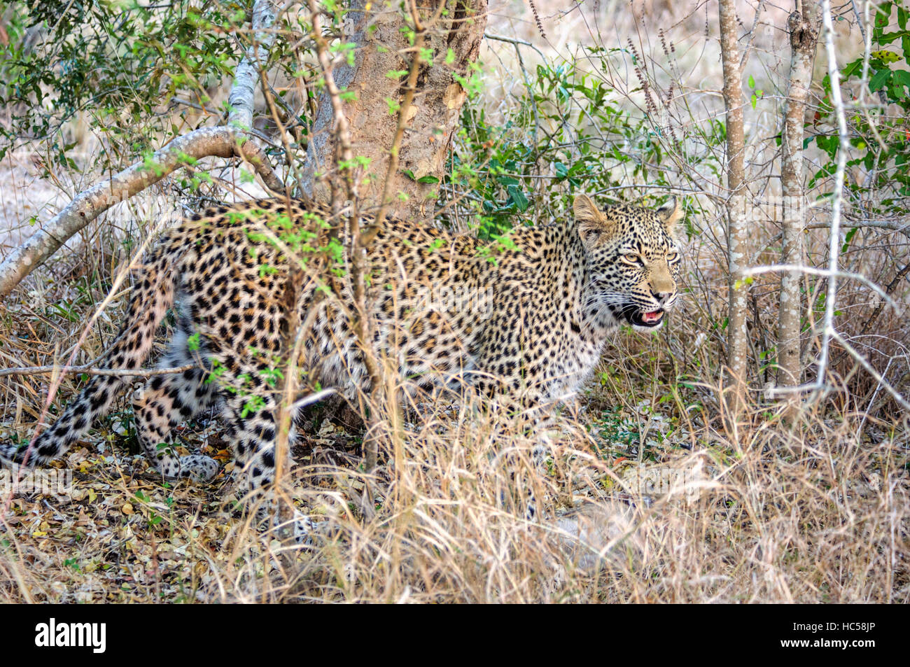 African leopard and cubs hi-res stock photography and images - Alamy