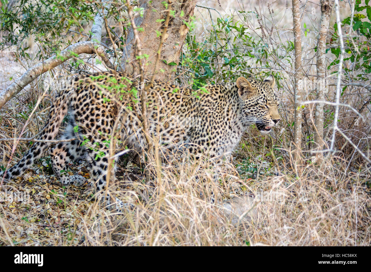 Young African leopard cub (Panthera pardus) playing at hunting in South ...