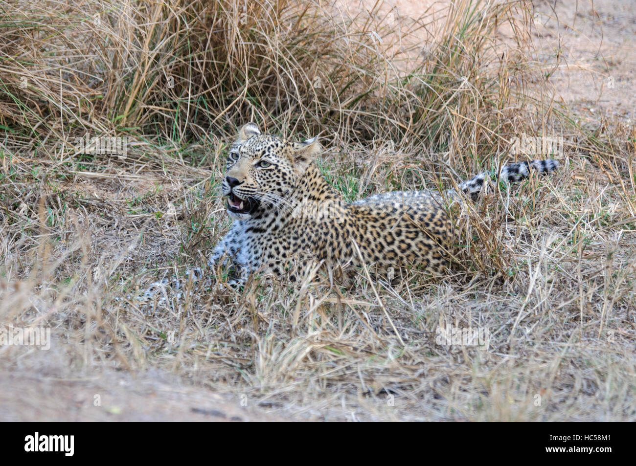 African leopard cub hi-res stock photography and images - Alamy