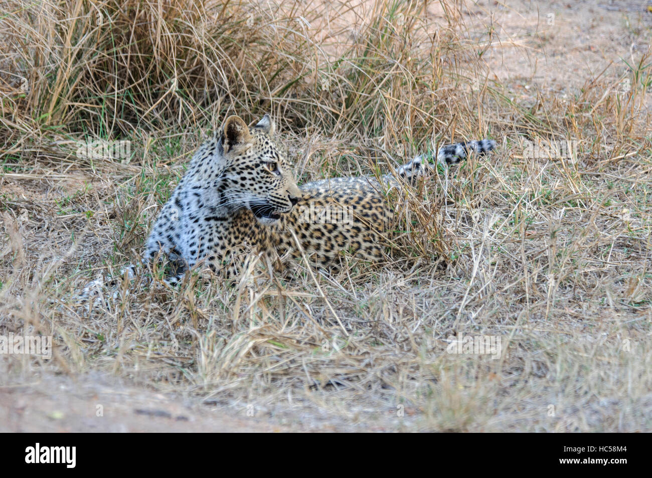 African leopard cub hi-res stock photography and images - Alamy