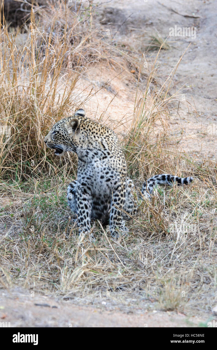 African leopard cub hi-res stock photography and images - Alamy