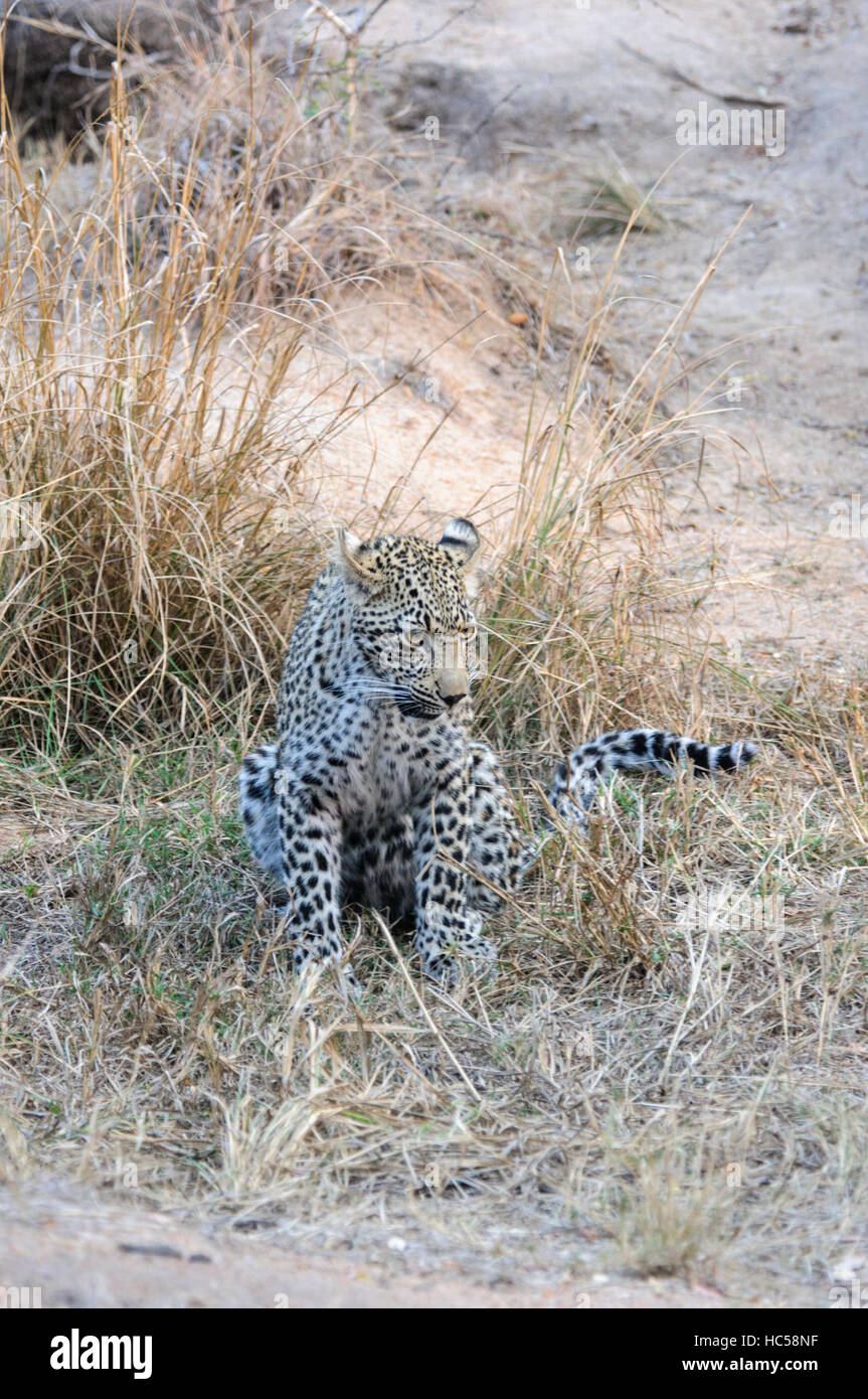 African leopard cub hi-res stock photography and images - Alamy